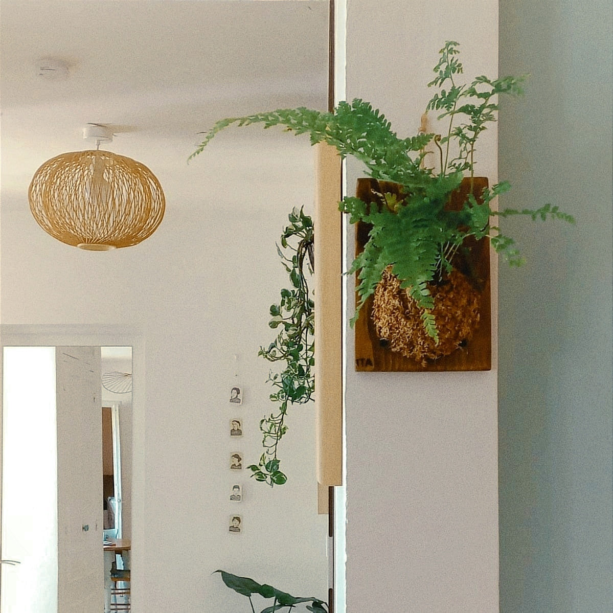 ITA - Plant on wooden support – BotanicWorkshop
