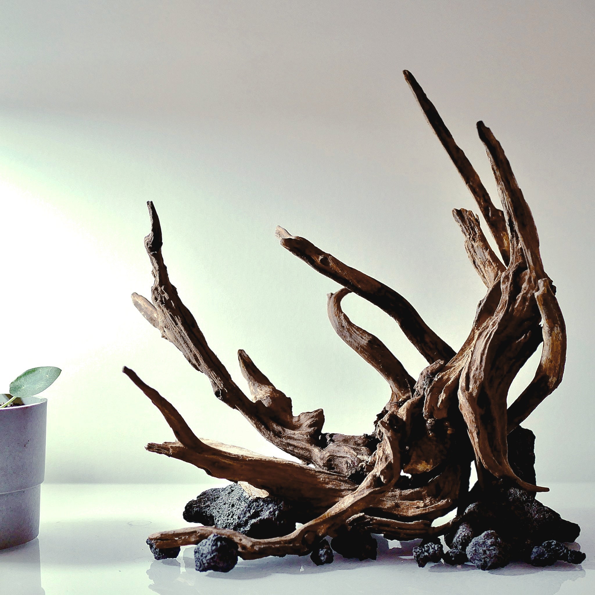 Hardscapes – BotanicWorkshop