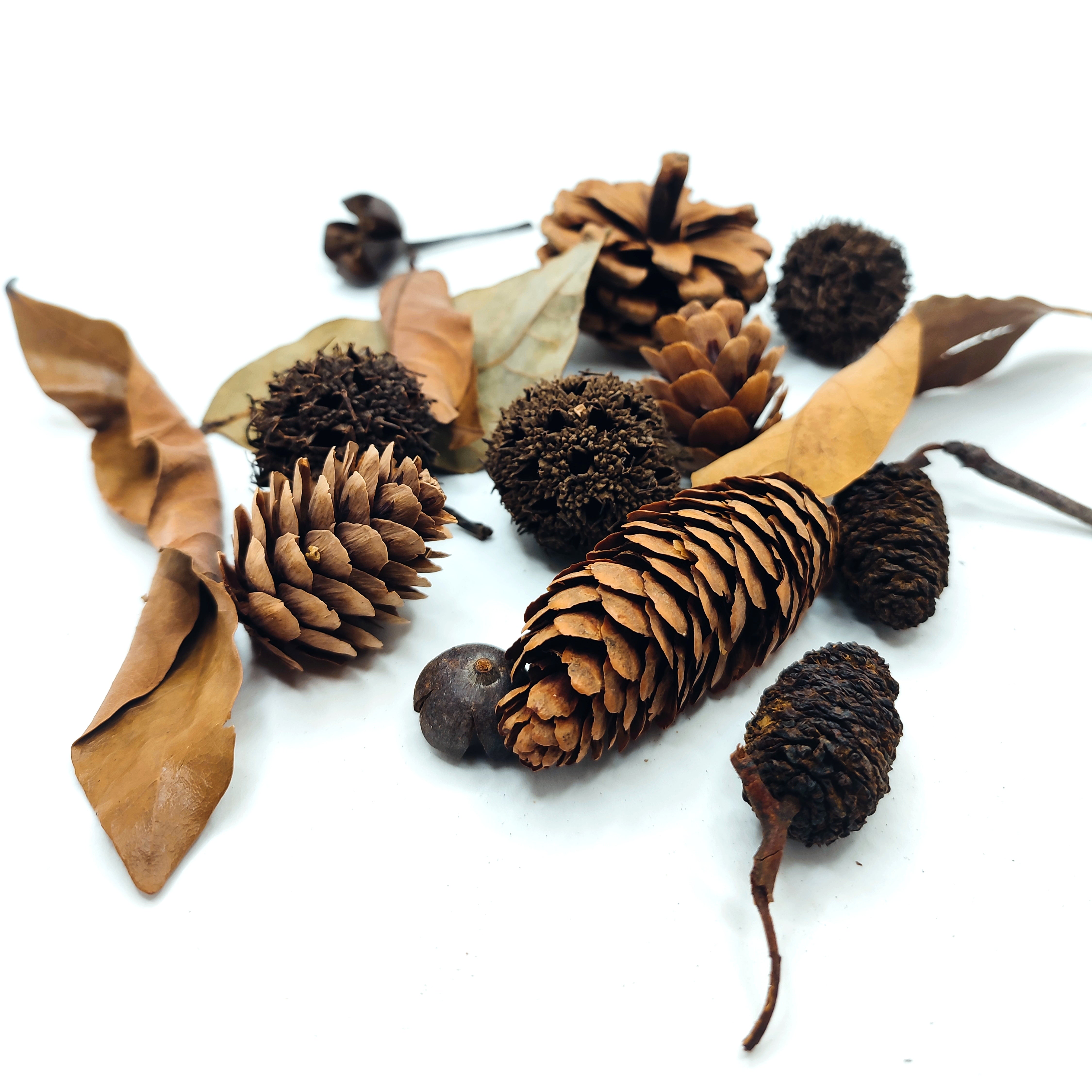 Biotope feuille de longane jaune verte coques fruit – BotanicWorkshop